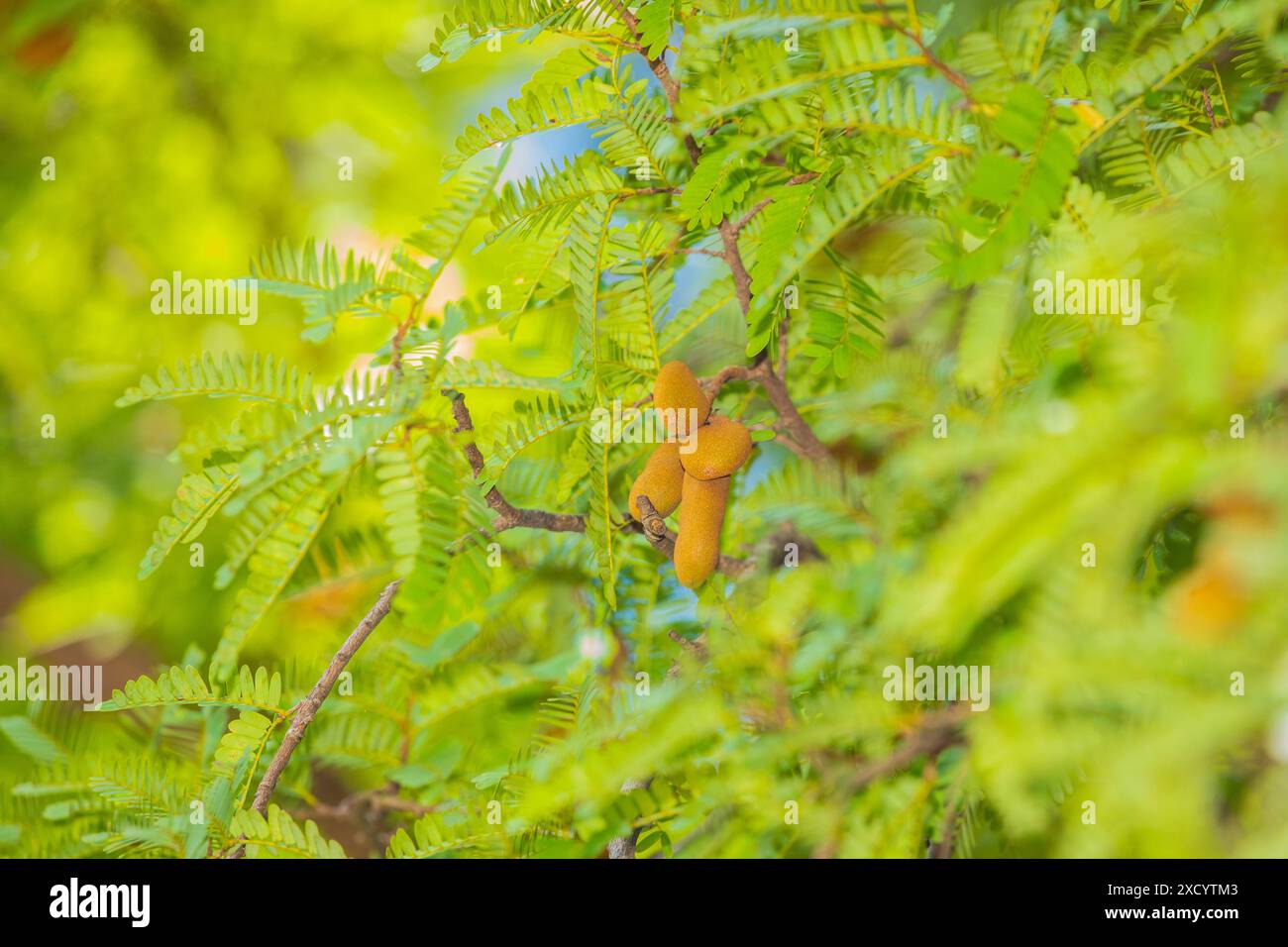 Sweet tamarind and leaf on tree. Raw tamarind fruit hang on tamarind ...