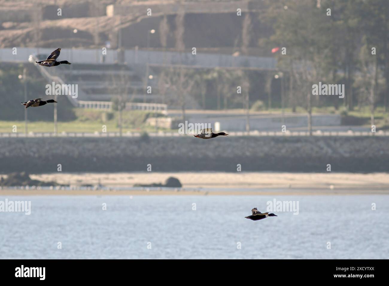 Wild ducks flying over Douro river, north of Portugal. Soft backlit ...