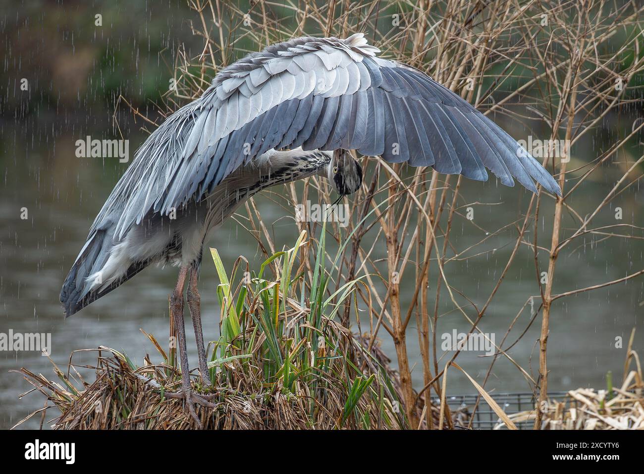 Close up of a wild, UK grey heron preening under his wing as rain falls ...