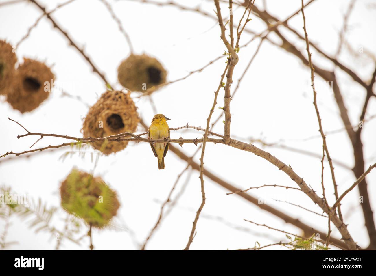 Weaver bird (weaver finches) building nest. bird's nests, masterfully ...