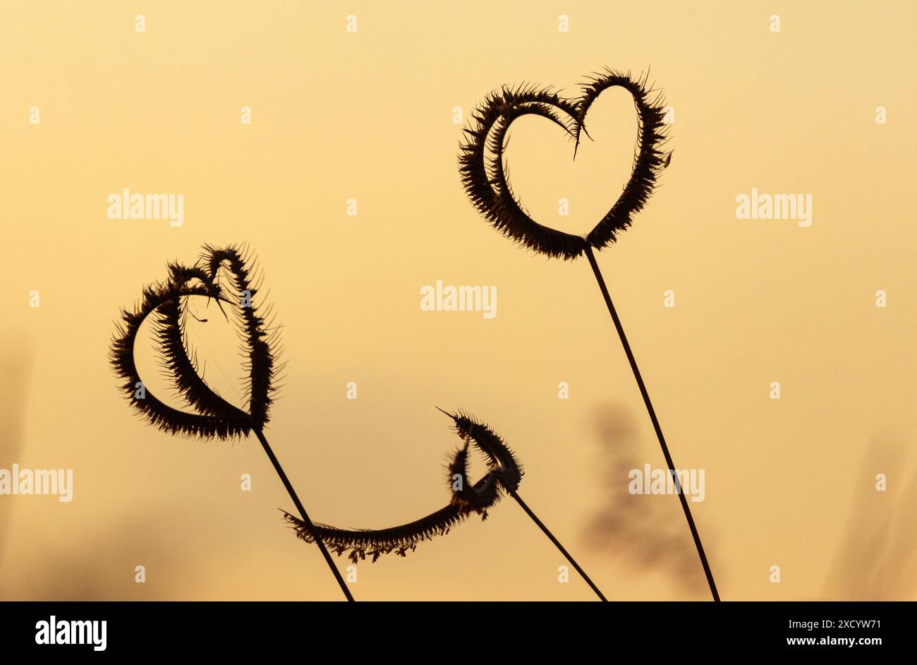 The Common Crowfoot is a common savanna grass that is weakly perennial ...