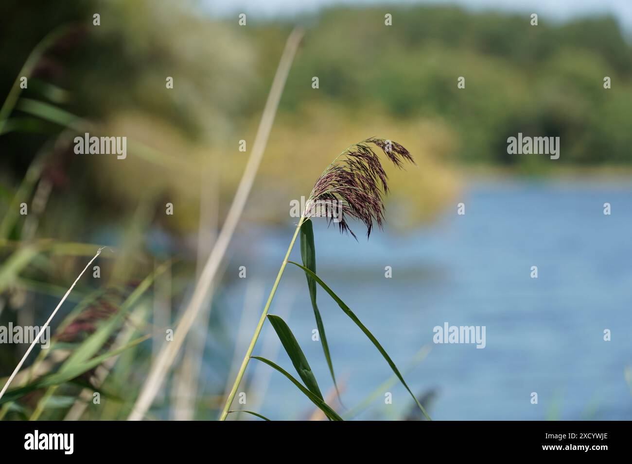 Reeds at lake shore Stock Photo - Alamy