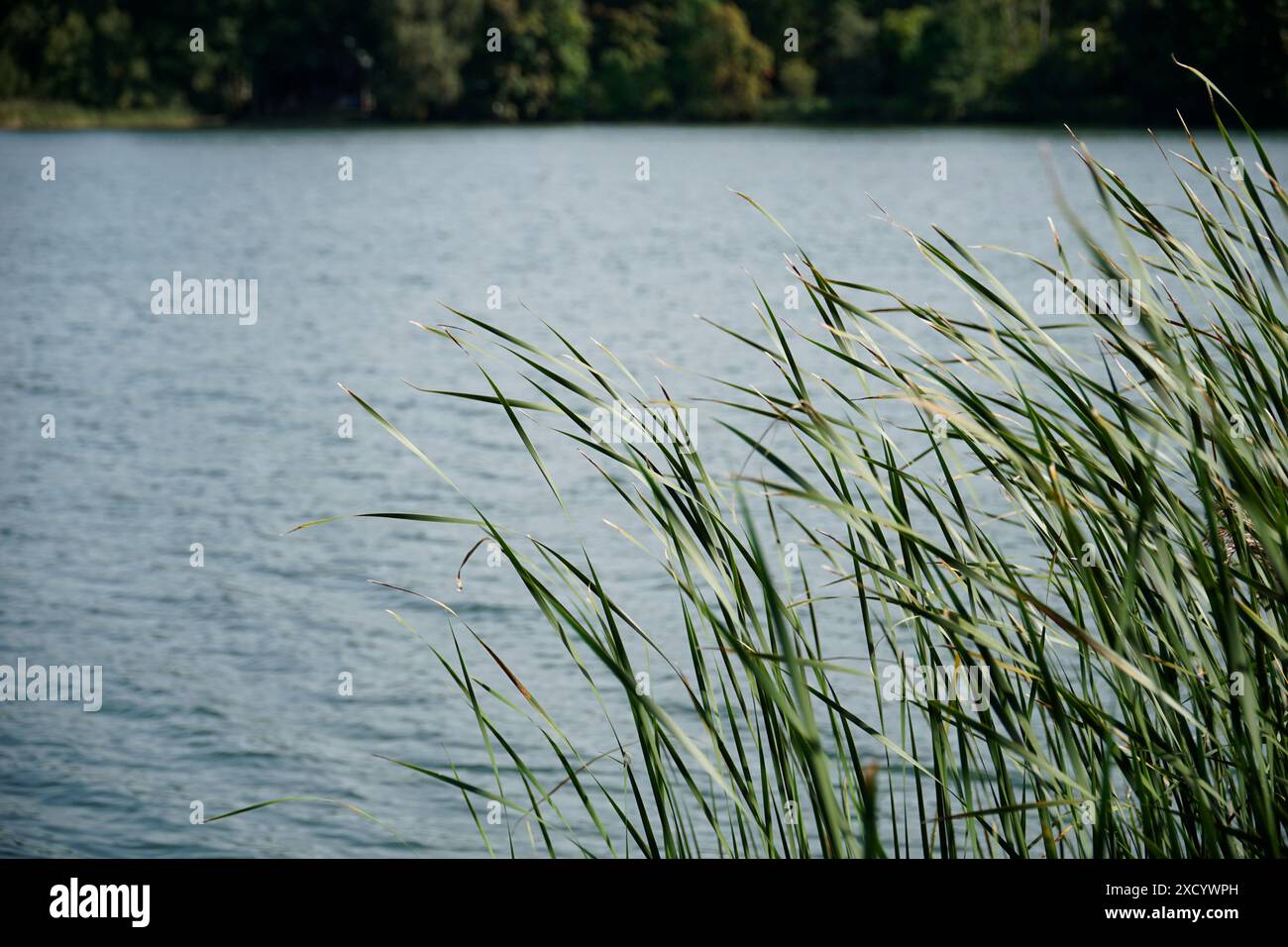 Reeds at lake shore Stock Photo - Alamy