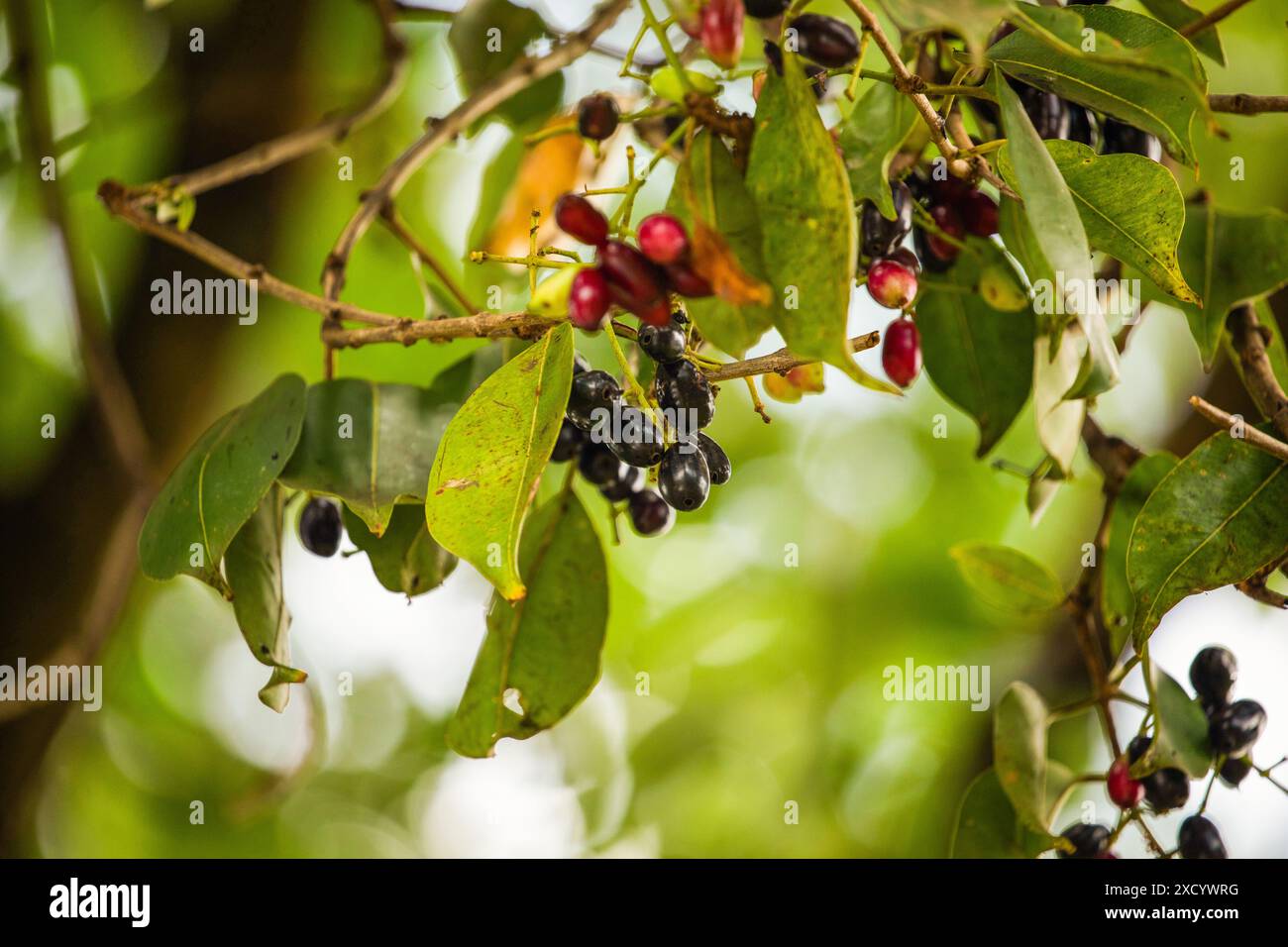 Fruit of Syzygium cumini, commonly known Malabar plum, Java plum, black ...