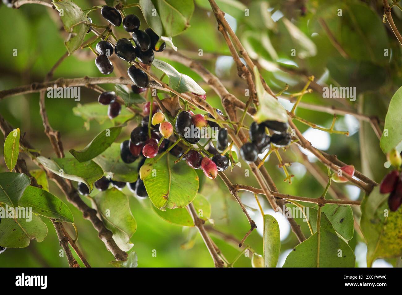 Fruit of Syzygium cumini, commonly known Malabar plum, Java plum, black ...