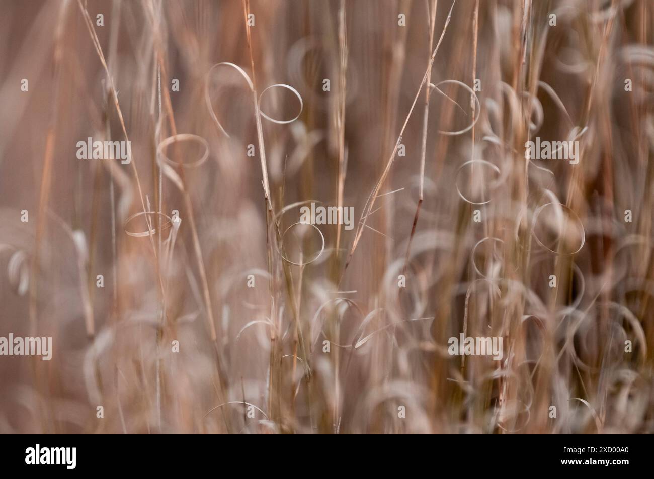 Grass texture abstract patterns, Exploring the Essence of Abstracted ...