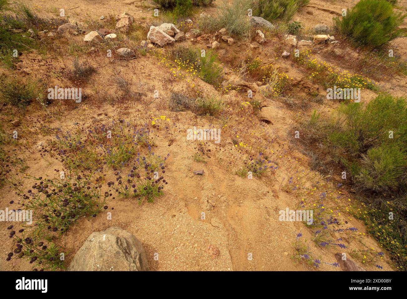 Intimate Sonoran wildflower landscape along highway 77 (Globe to Tucson ...