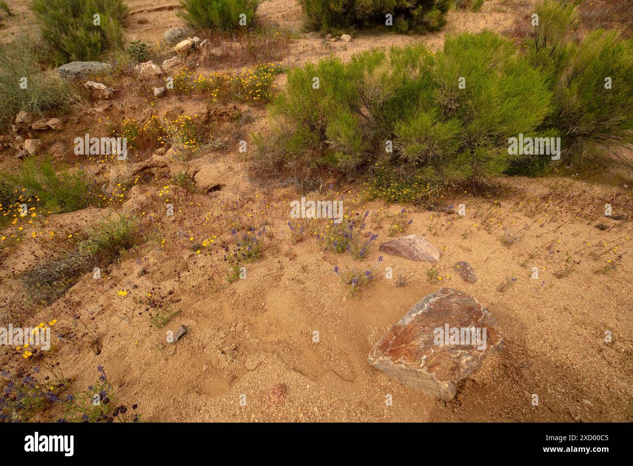 Intimate Sonoran wildflower landscape along highway 77 (Globe to Tucson ...