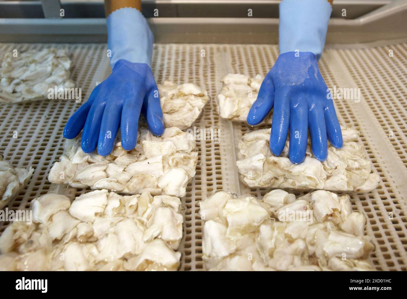Manipulation of salt cod with cold water before freezing, refrigerated ...