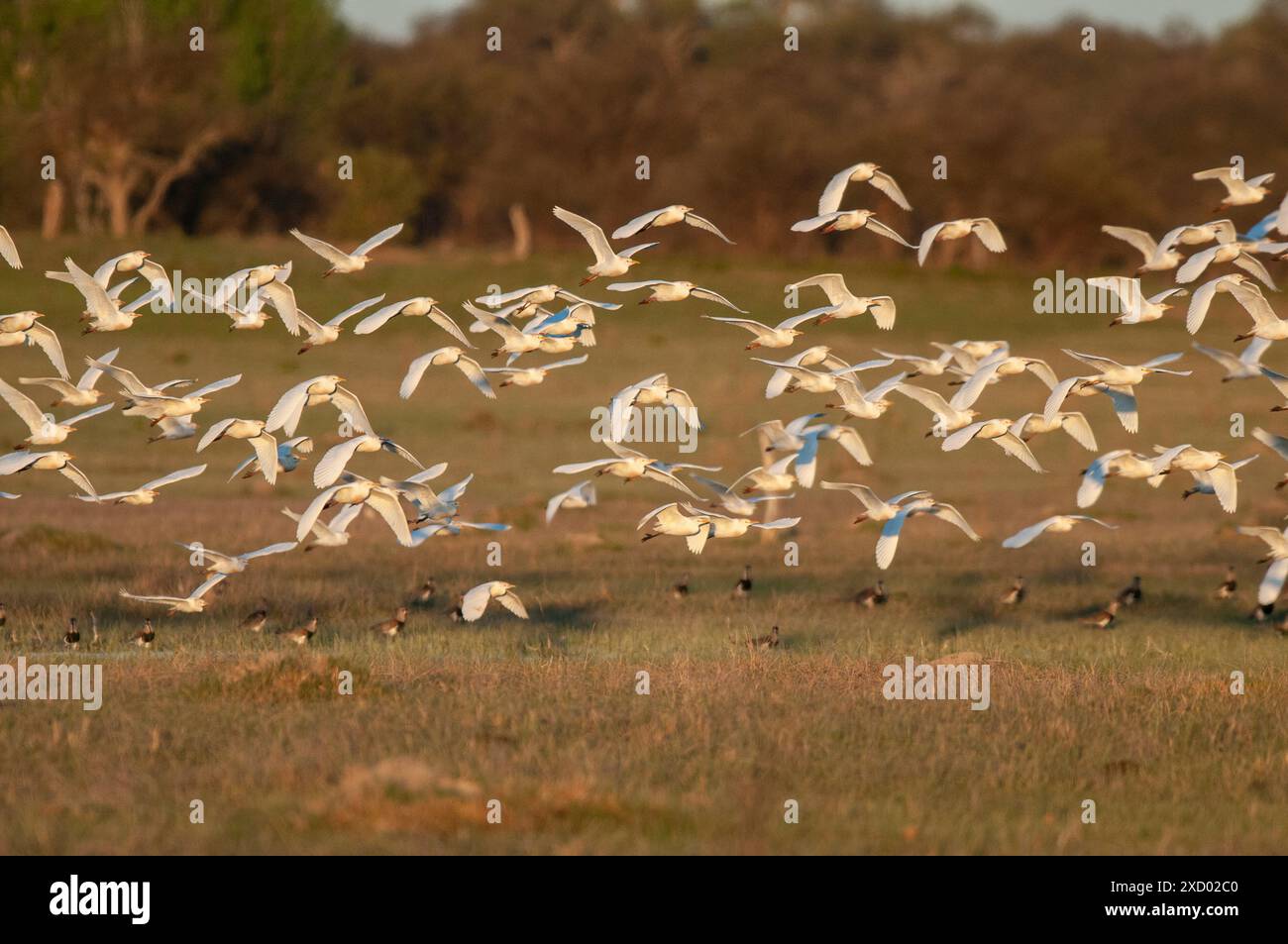 Egret flock in flight, La Pampa province, Patagonia, Argentina Stock ...