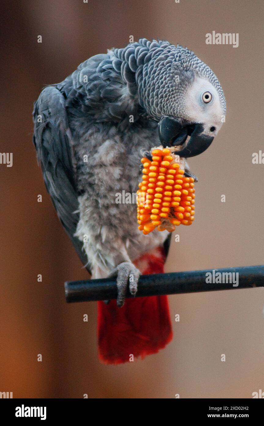 African Grey Parrot, Psittacus Erithacus Eating Corn Stock Photo - Alamy
