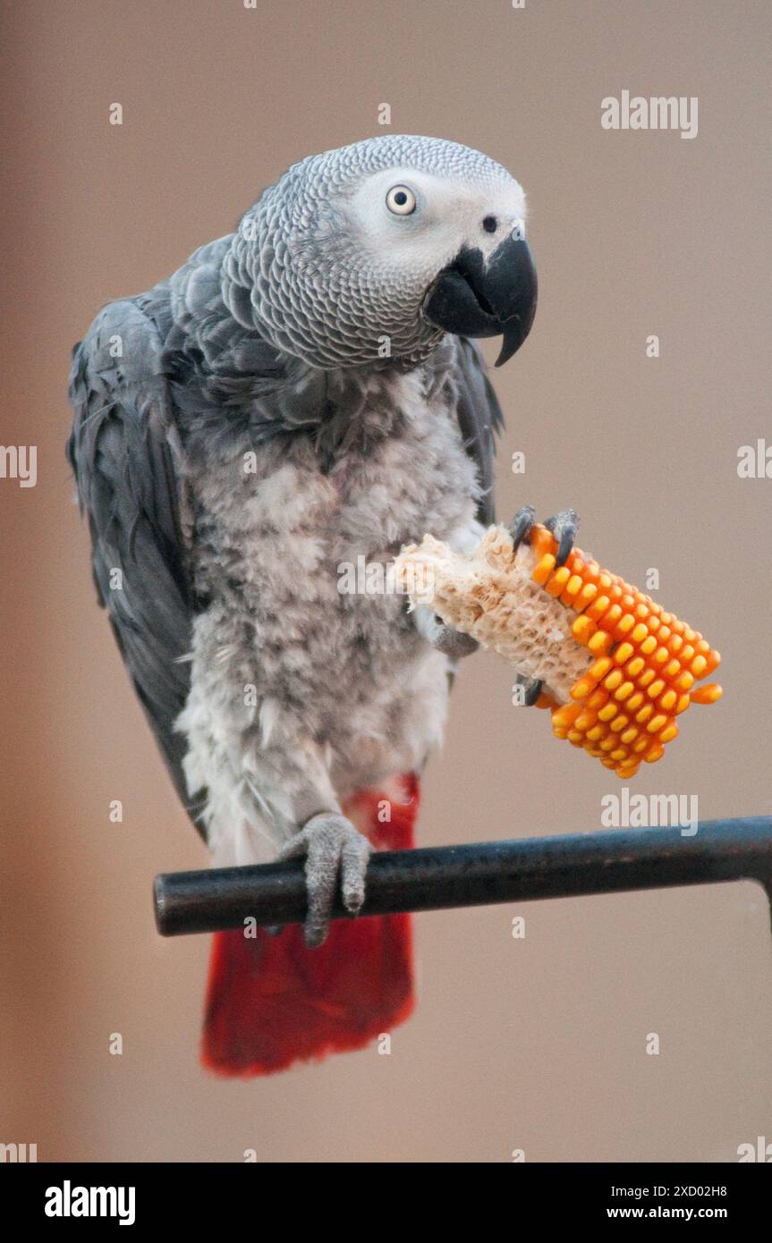 African Grey Parrot, Psittacus Erithacus Eating Corn Stock Photo - Alamy