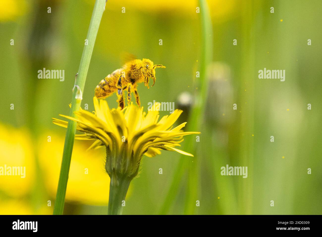 Killearn, Stirling, Scotland, UK. 19th June, 2024. UK weather: Pollen ...