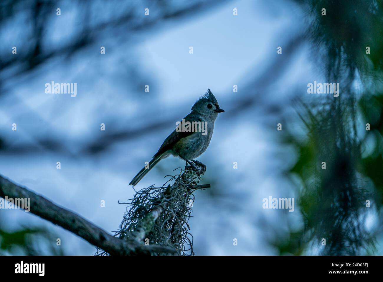 Little grey tufted titmouse bird perched on a branch Stock Photo - Alamy