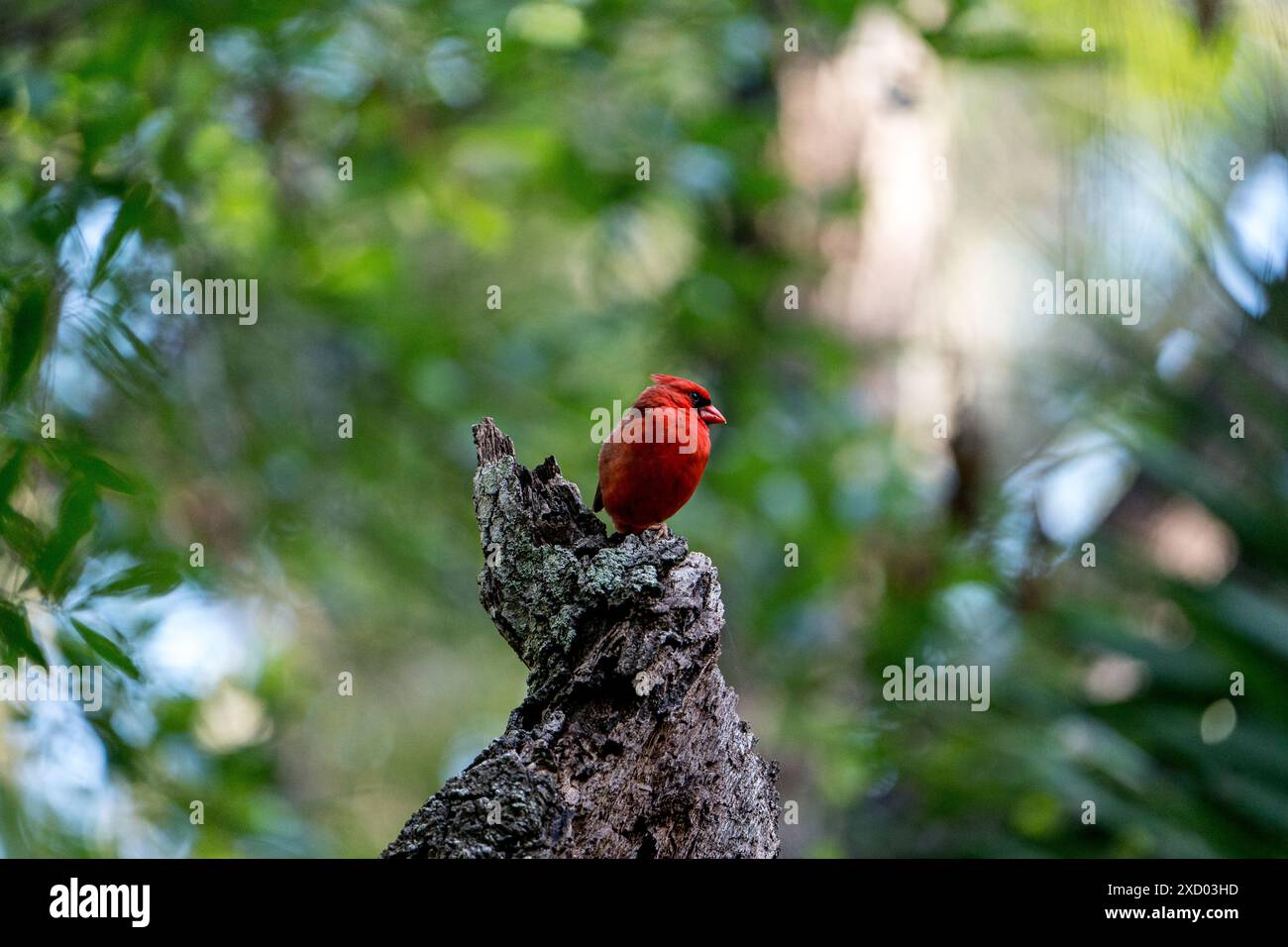 Cardinal perched on tree stump hi-res stock photography and images - Alamy