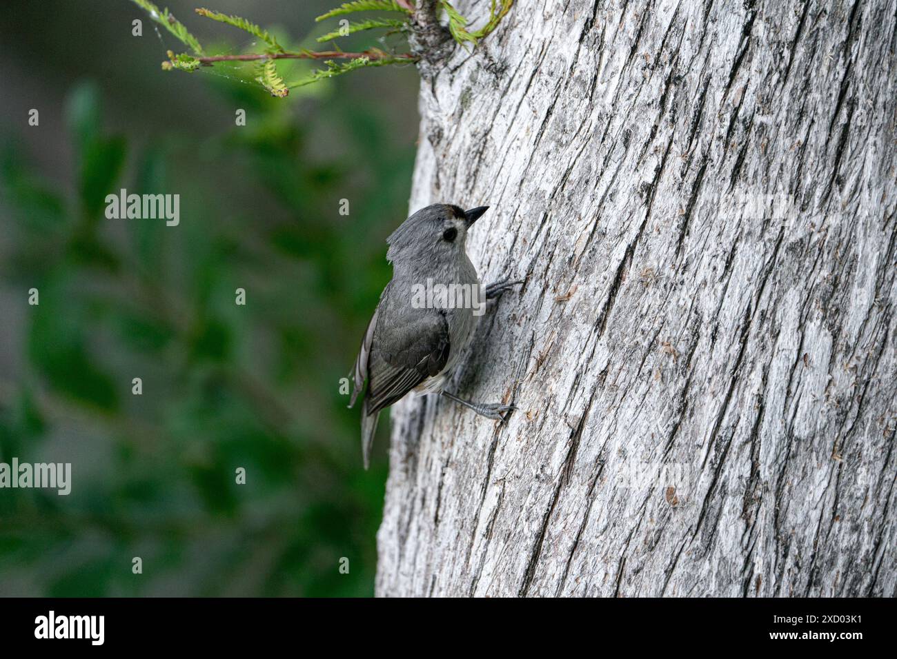 Little grey tufted titmouse bird on the side of a tree Stock Photo - Alamy