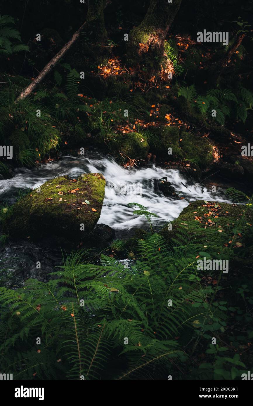 Serene forest stream with sunlight filtering through verdant trees ...