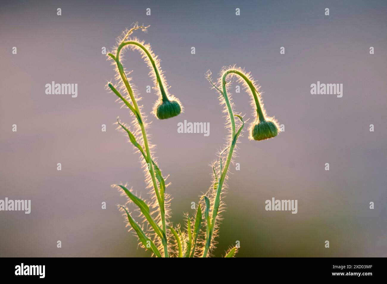 Trichomes on the stem of a wildflower with a bud, Calden forest, La ...
