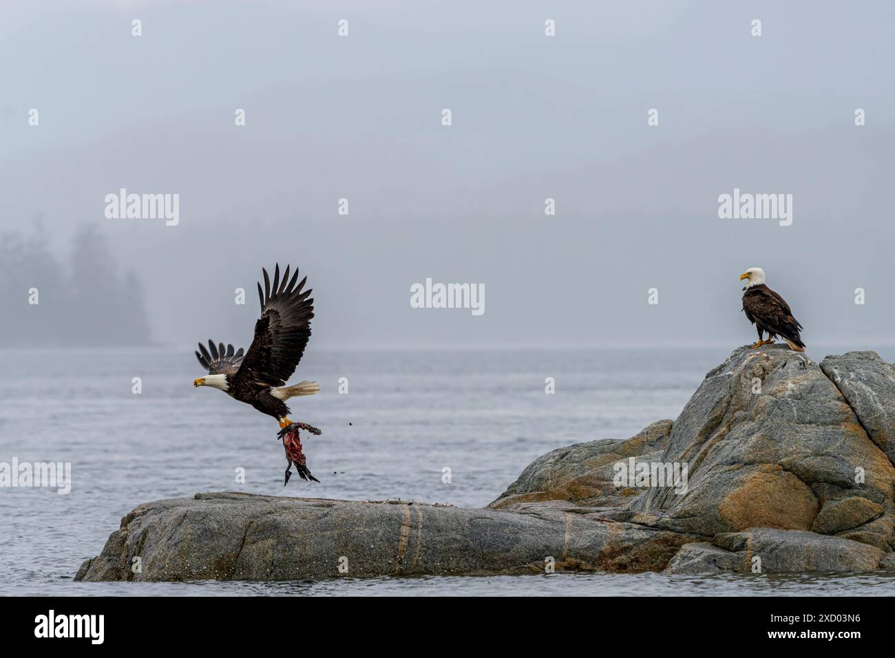 Two bald eagles, one sitting on a little island while the other is ...