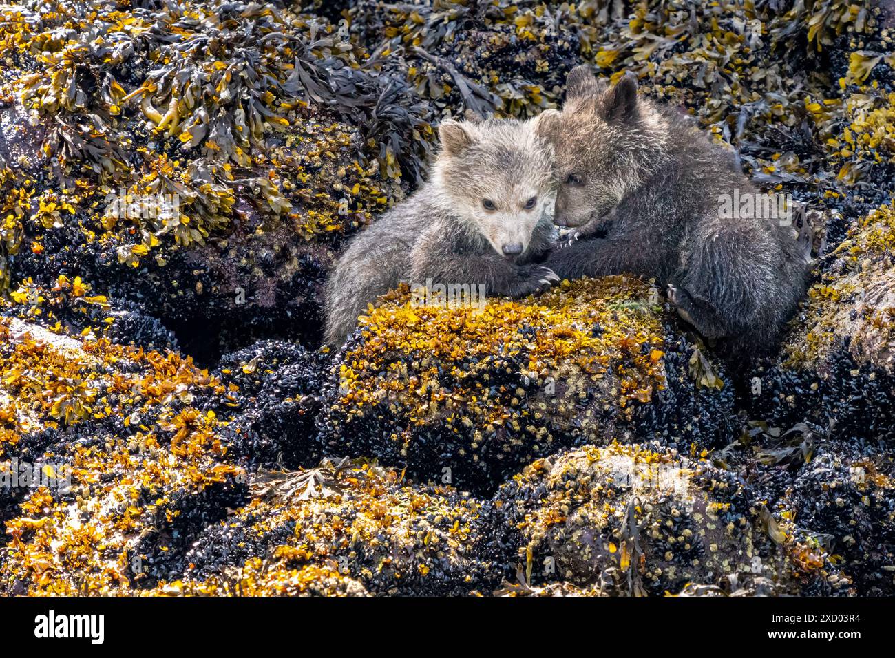 Two, this year grizzly bear cubs, Thimble's offspring, I called them ...