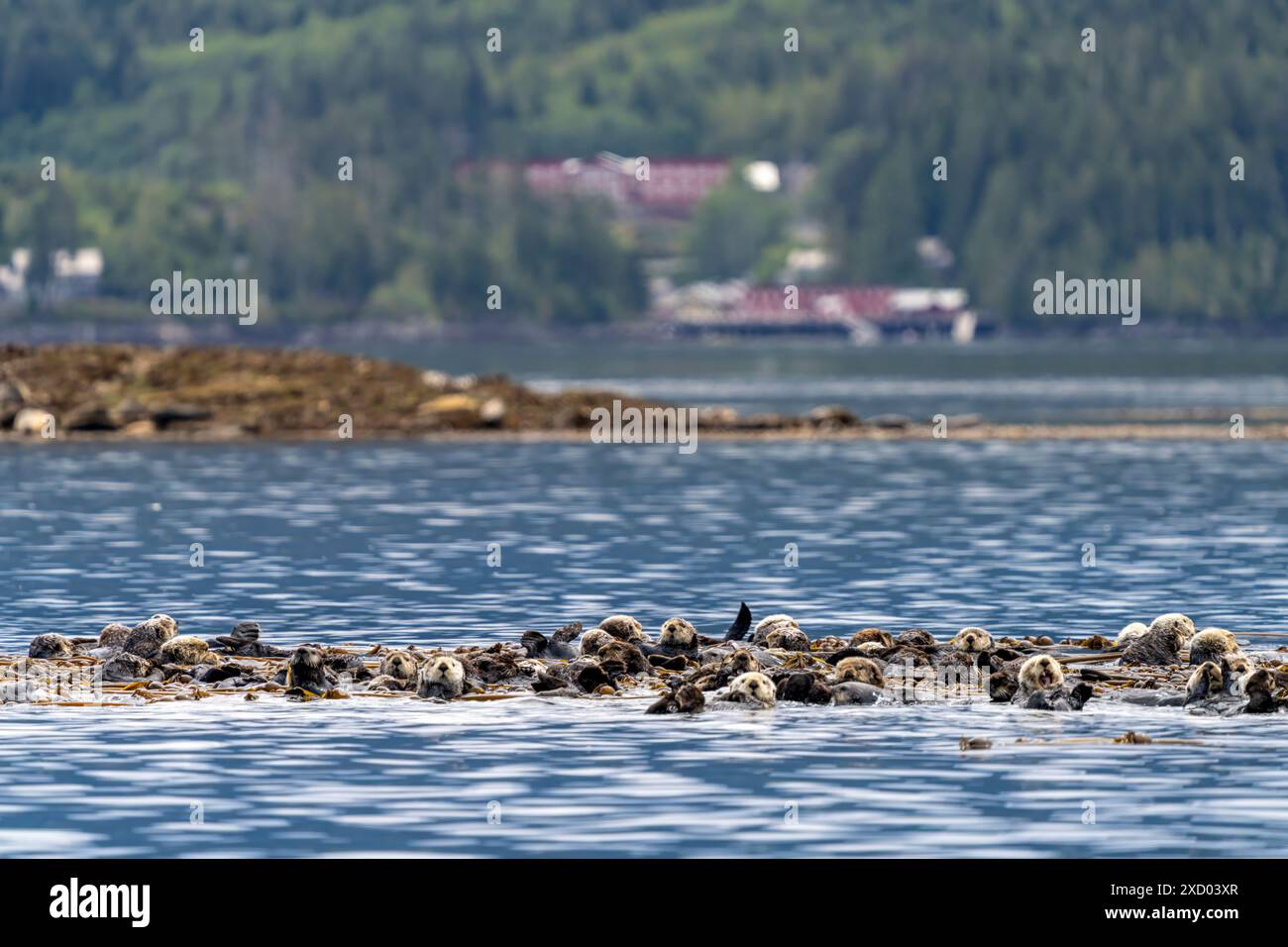 A raft of male sea otters off Telegraph Cove, Vancouver Island,First ...