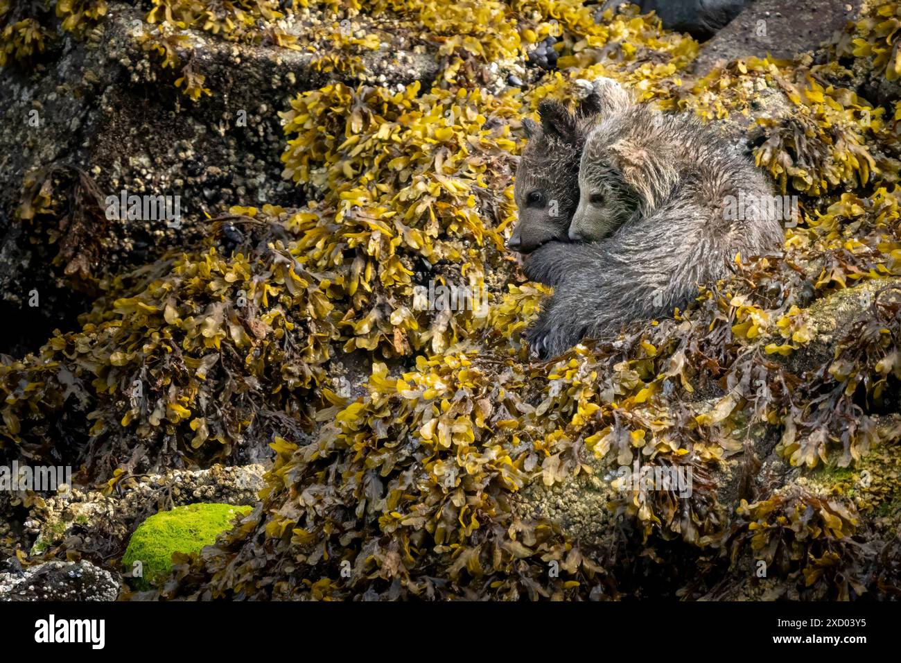 Two, this year grizzly bear cubs, Thimble's offspring, I called them ...