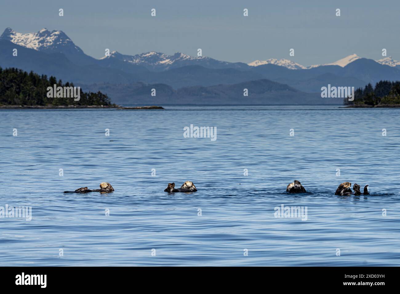 A small raft of sea otters in front of the British Columbia Coastal ...