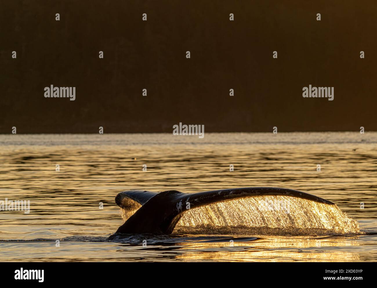 A humpback Whale going for a deep dive during an early morning in ...
