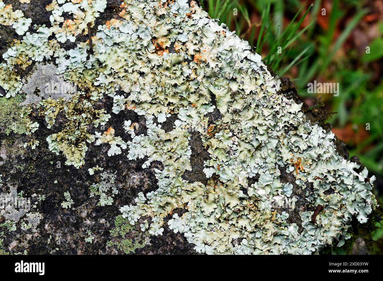 Tree trunk with lichen (detail) in the tropical rainforest, Teresopolis ...