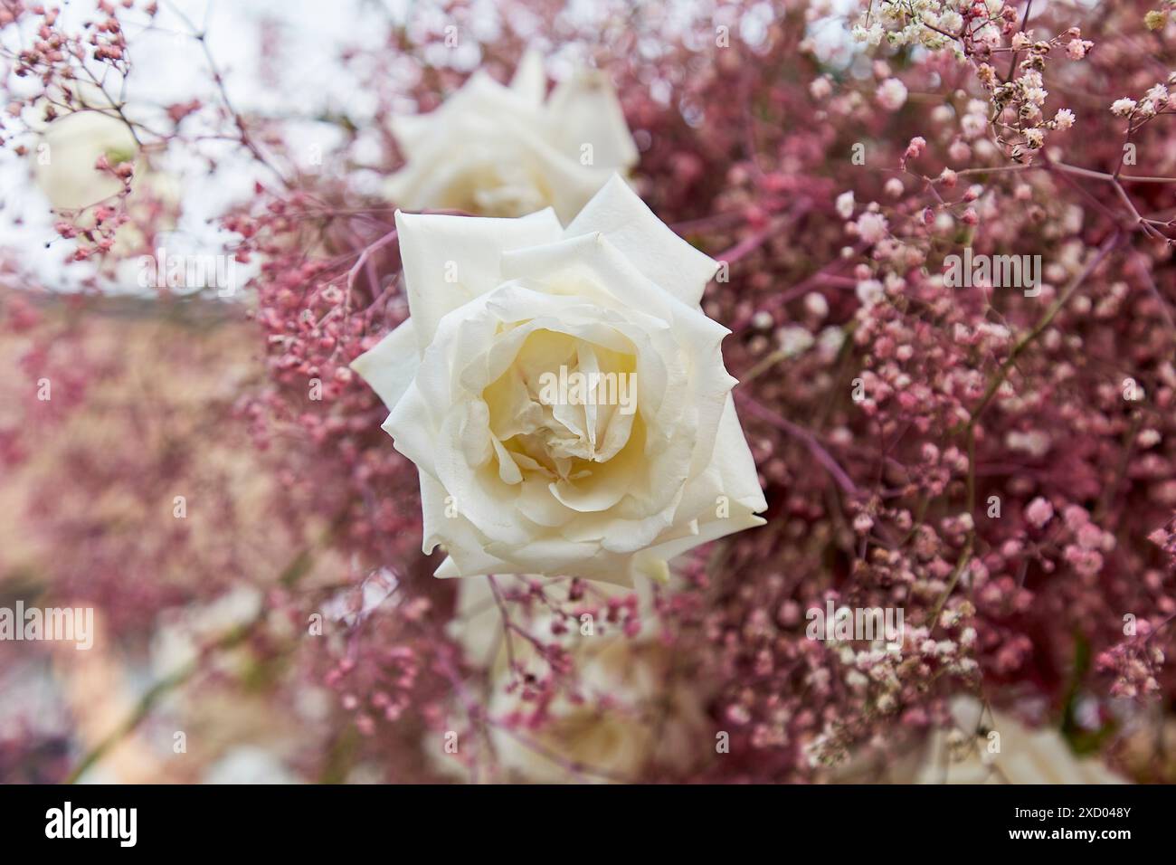 Soft and airy flower display with a white rose centerpiece. Aesthetic ...