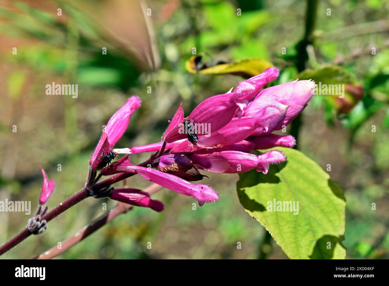 Stingless bee pollinating roseleaf sage flowers (Salvia involucrata ...
