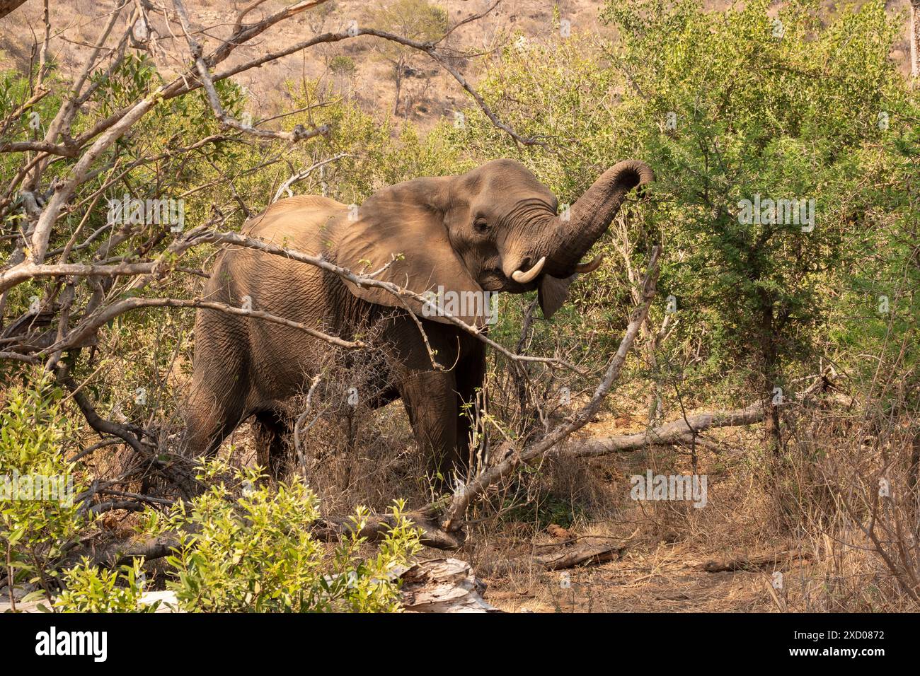 Tourism tusks hi-res stock photography and images - Alamy