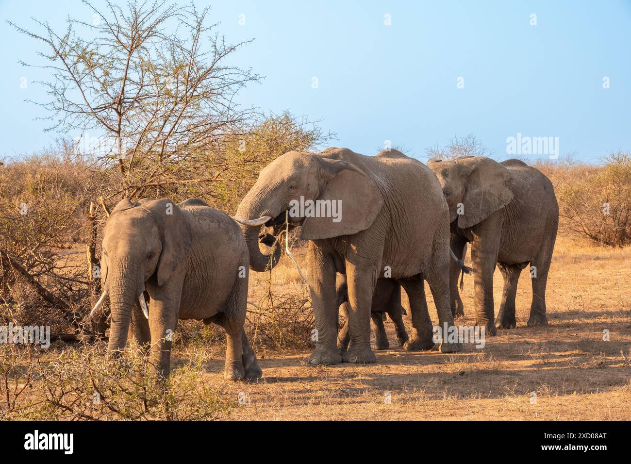 Family herd of elephants walking in a line towards the camera with one ...