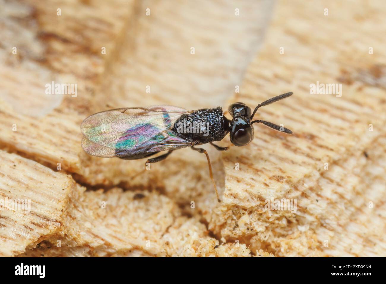 Perilampid hi-res stock photography and images - Alamy