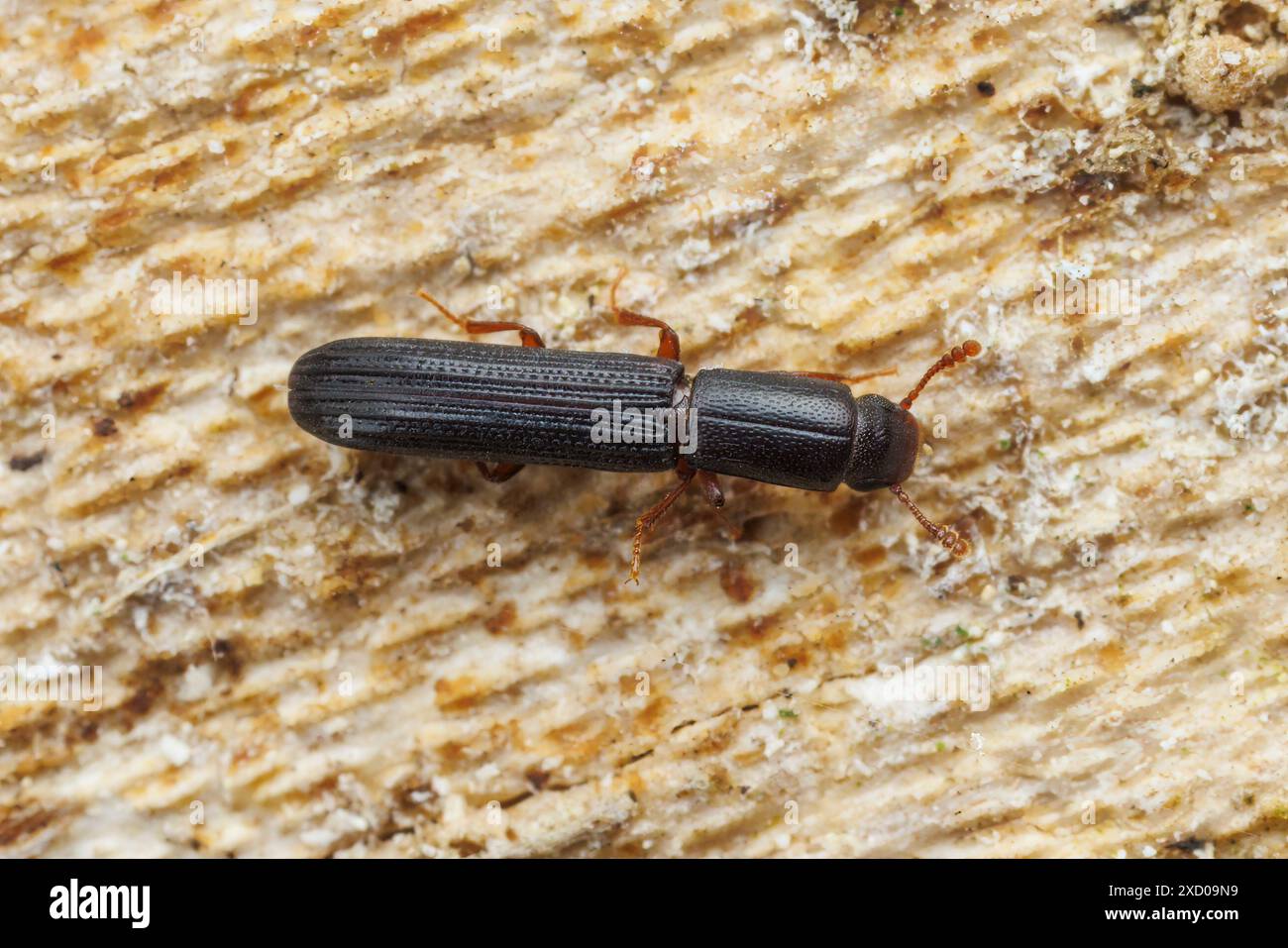 Cylindrical Bark Beetle (Colydium lineola Stock Photo - Alamy
