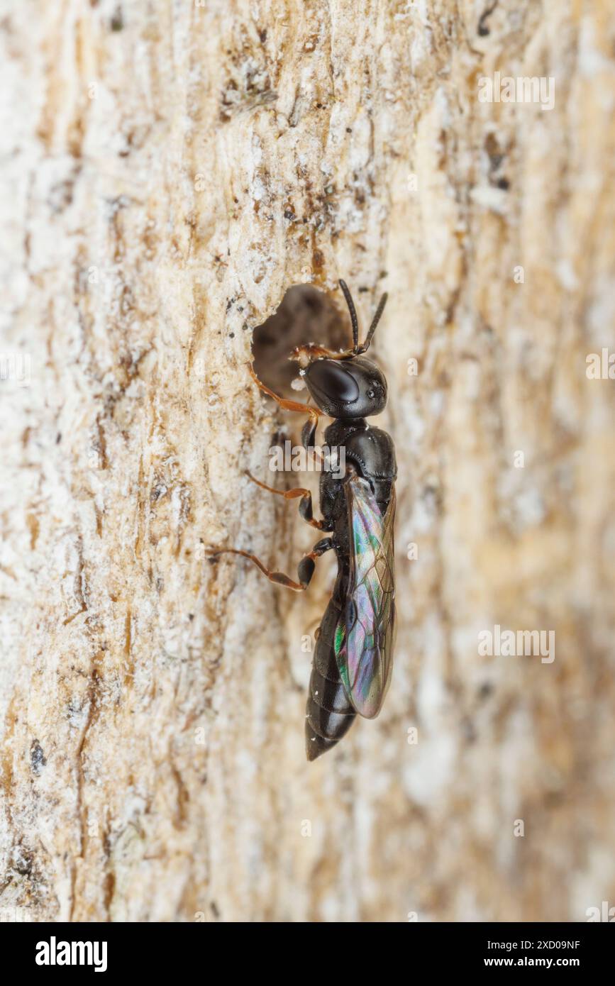 Crabronid Wasp (Passaloecus sp.) - Female Stock Photo - Alamy