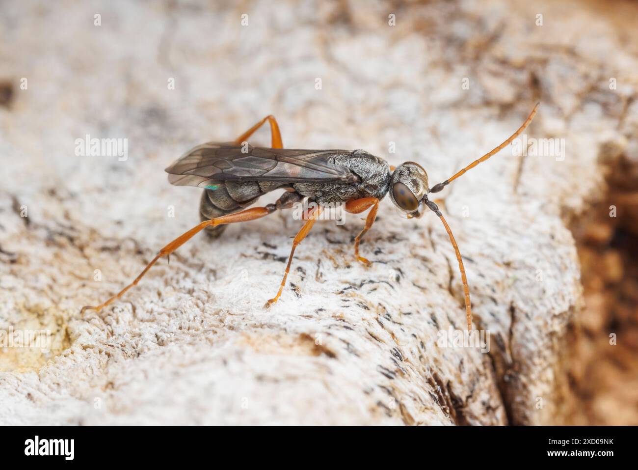 Pepsinae wasp and spider hi-res stock photography and images - Alamy