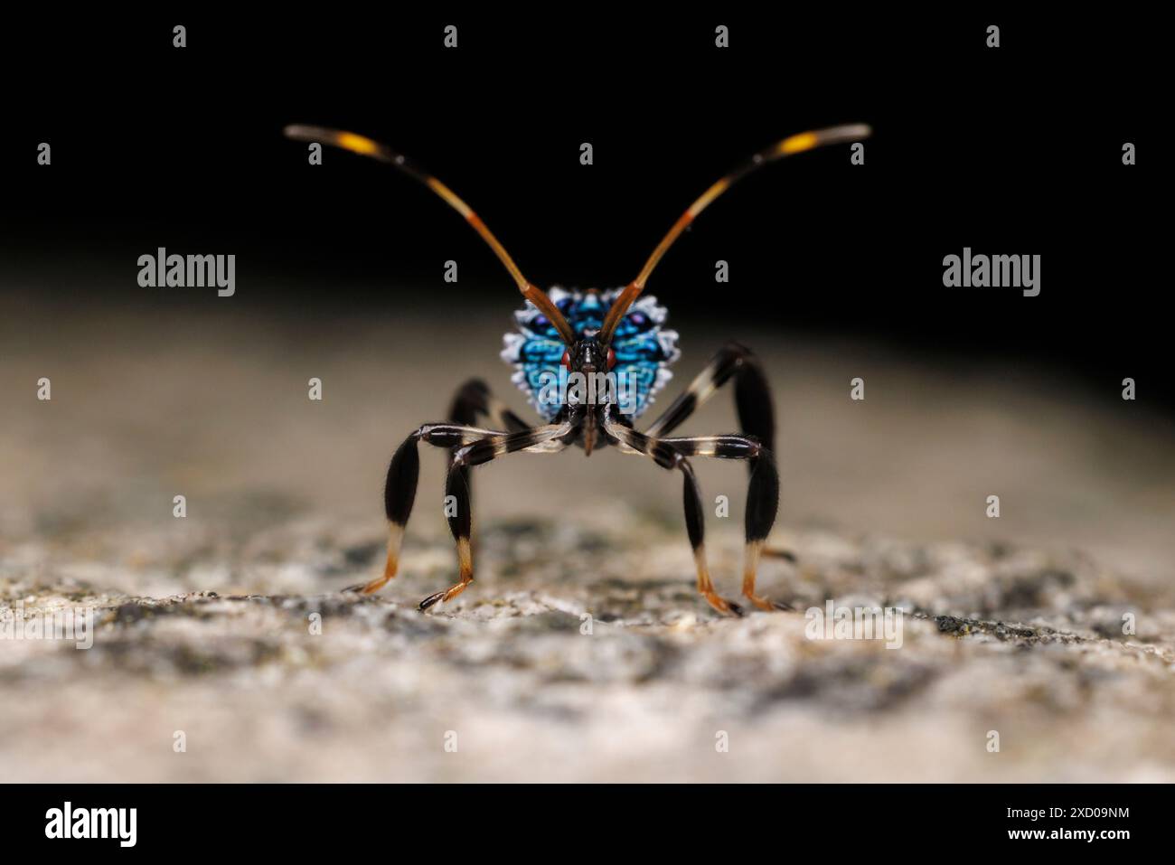 Head-on view of a Leaf-footed Bug (Acanthocephala terminalis) nymph Stock Photo - Alamy