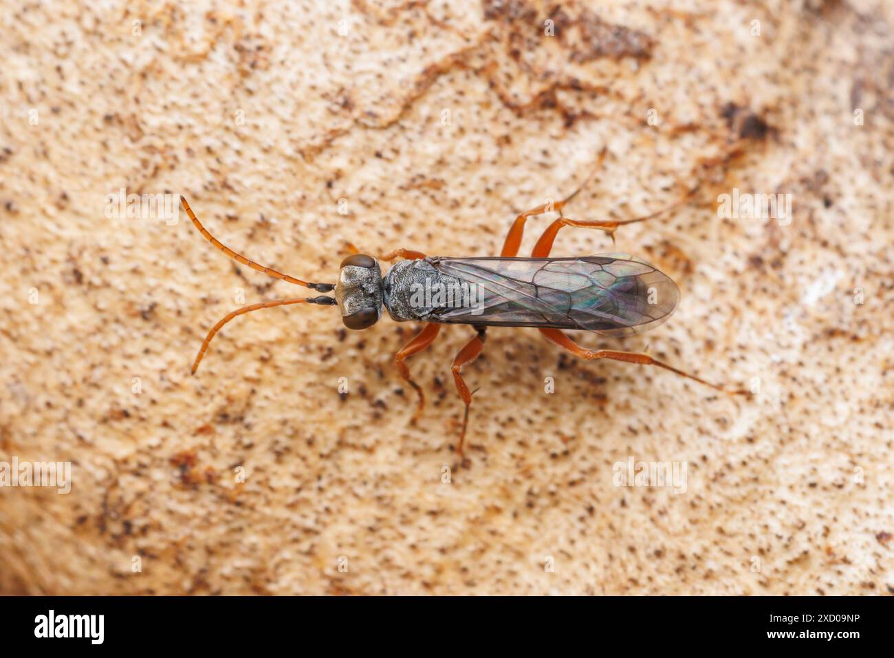 Pepsinae wasp and spider hi-res stock photography and images - Alamy
