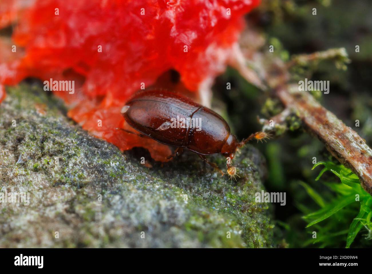 Minute bark beetle hi-res stock photography and images - Alamy