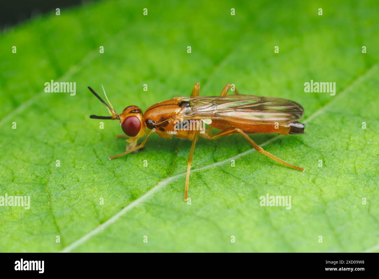 Rust Fly (Loxocera cylindrica Stock Photo - Alamy