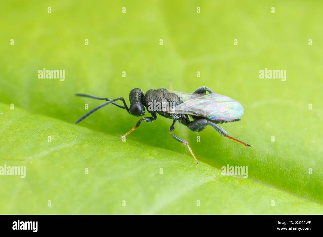 Chalcid Wasp (Haltichella sp.) - Female Stock Photo - Alamy