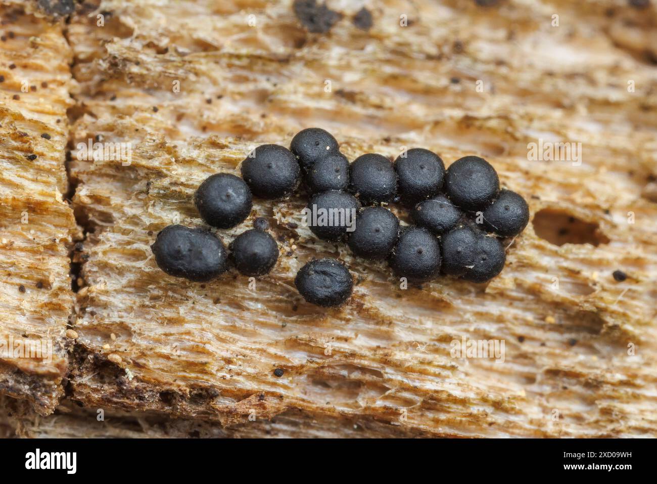 Rosellinia sp. fungus Stock Photo - Alamy