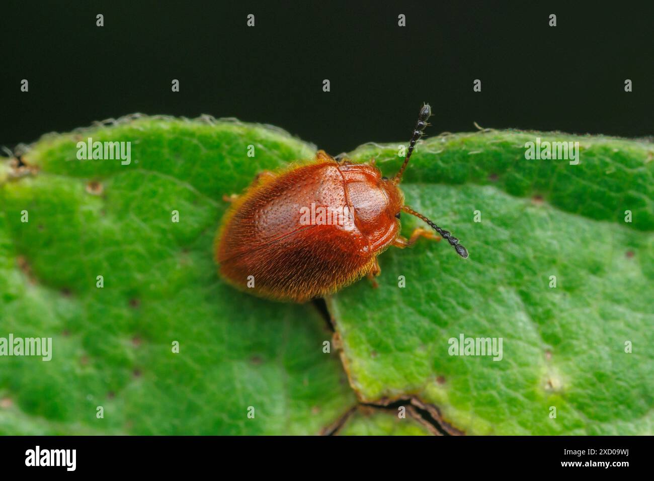Handsome Fungus Beetle (Stenotarsus blatchleyi Stock Photo - Alamy