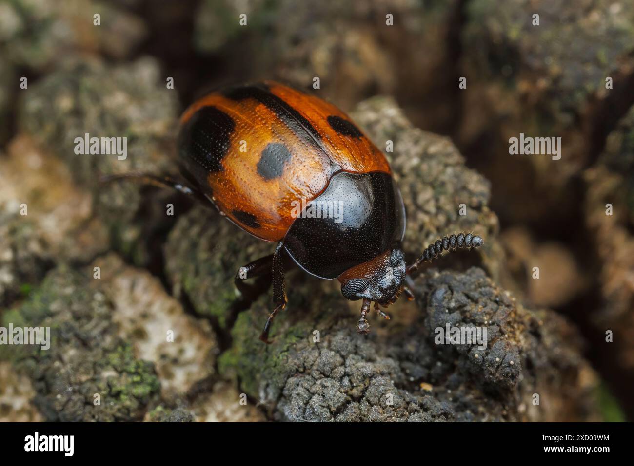 Two-spotted Diaperis (Diaperis maculata Stock Photo - Alamy