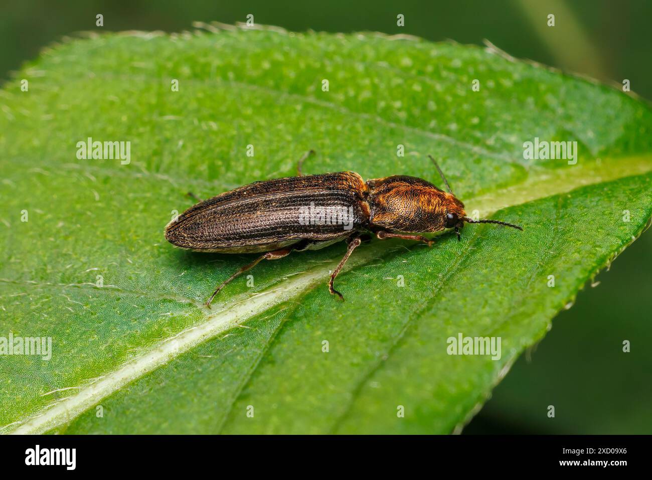 Click Beetle (Limonius auripilis Stock Photo - Alamy