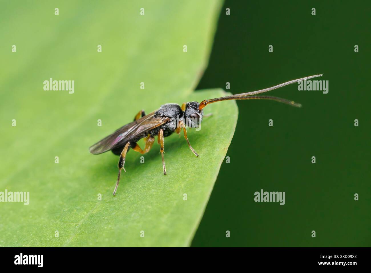 Braconid Wasp (Chelonus sp Stock Photo - Alamy