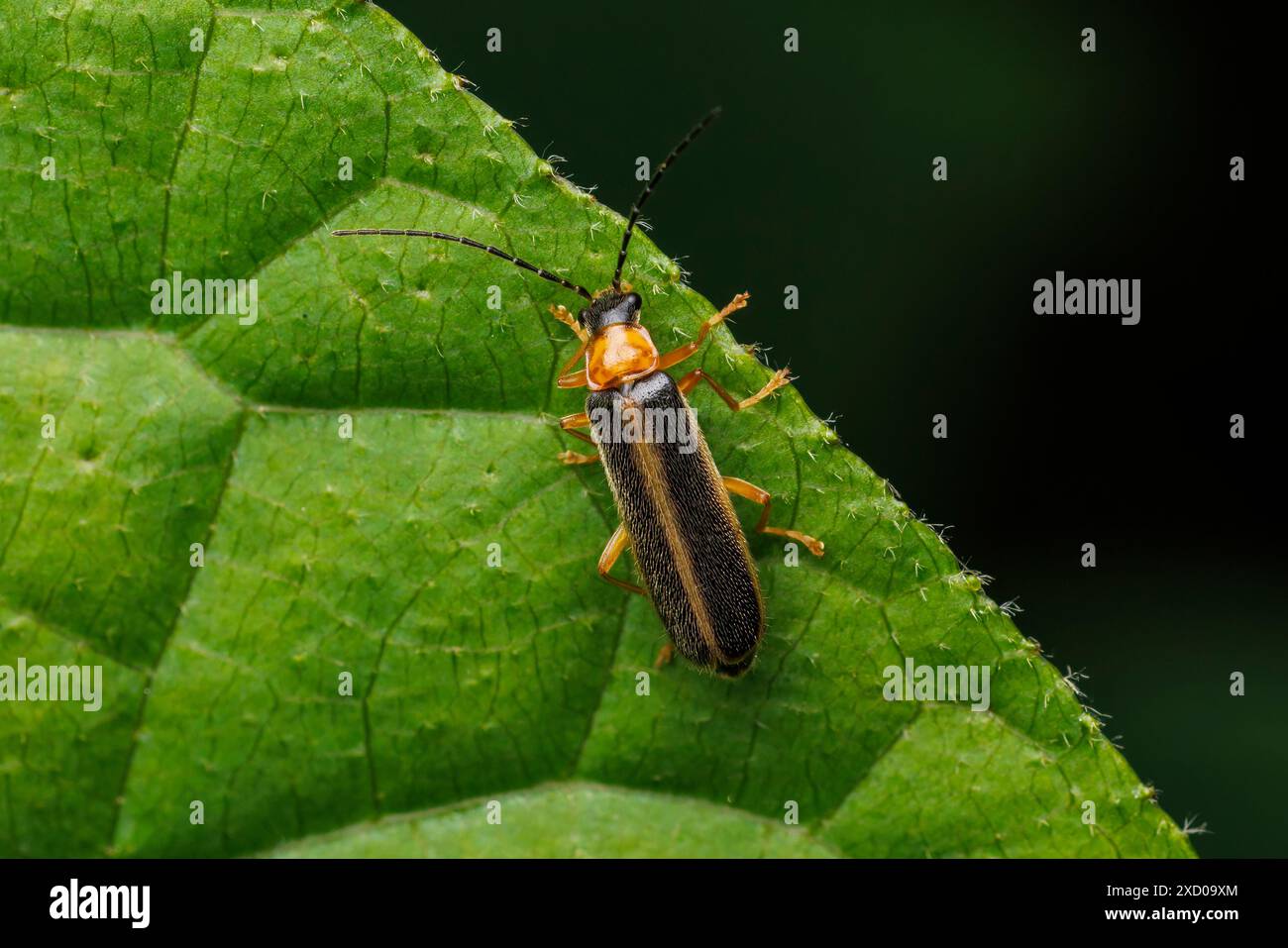 Soldier Beetle (Cantharidae Stock Photo - Alamy