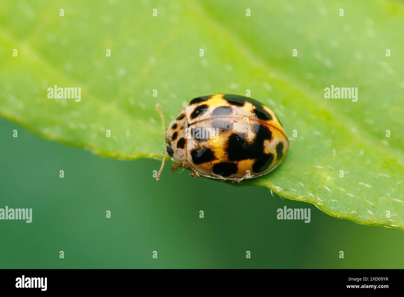 Twenty-spotted Lady Beetle (Psyllobora vigintimaculata Stock Photo - Alamy