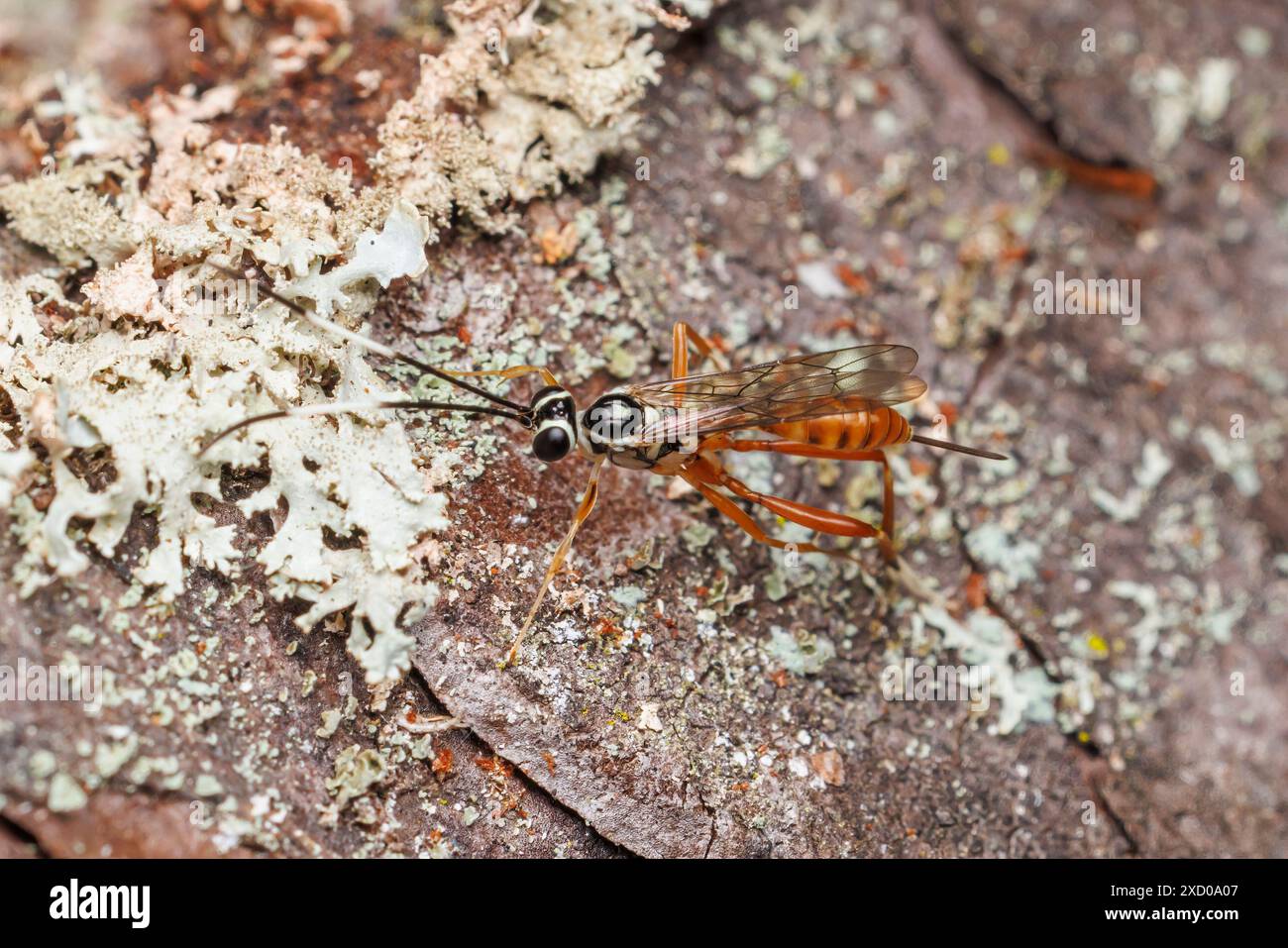 Ichneumonid Wasp (Ichneumonidae) - Female Stock Photo - Alamy